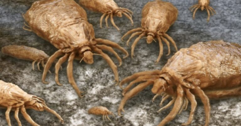 Bugs That Can Be Mistaken For Lice | Carolinas Lice Removal