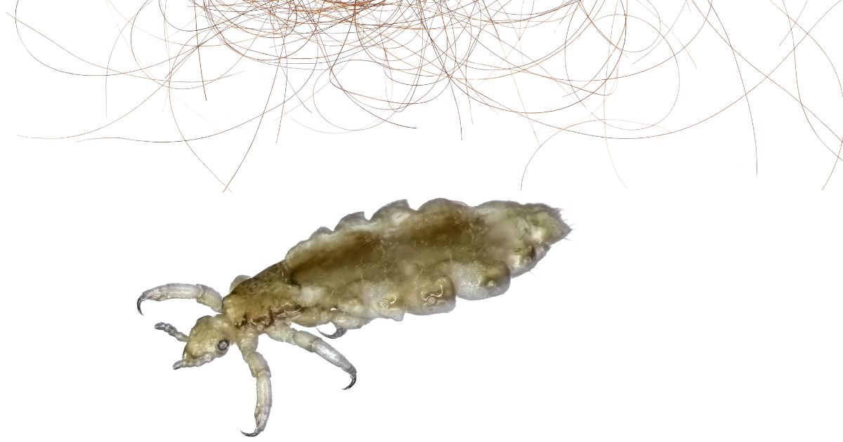 Lice Survival in Winter: Facts and Treatment Options