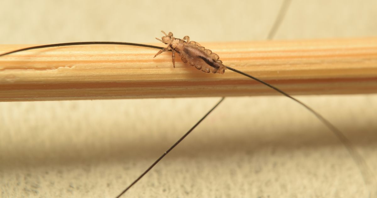 Head Lice in Winter: Myths & Facts